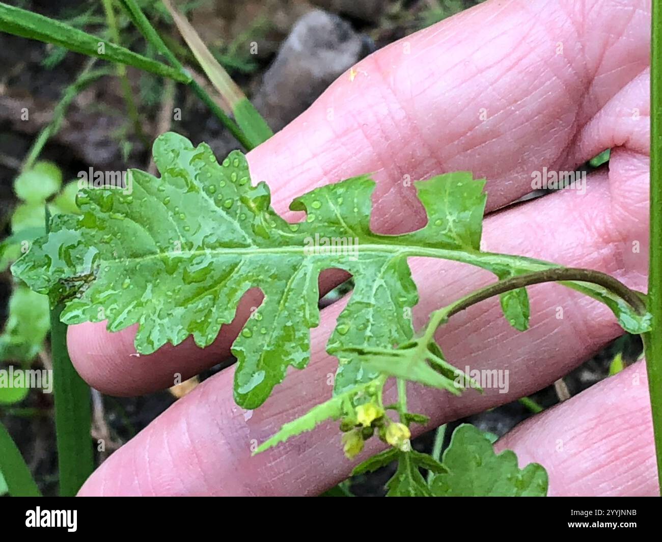 Bog Yellowcress (Rorippa palustris Stock Photo - Alamy