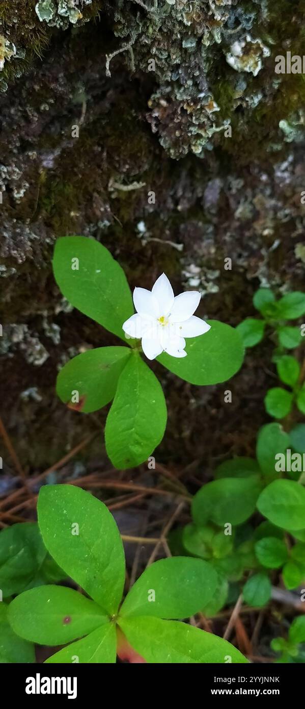Arctic Starflower (Lysimachia europaea Stock Photo - Alamy