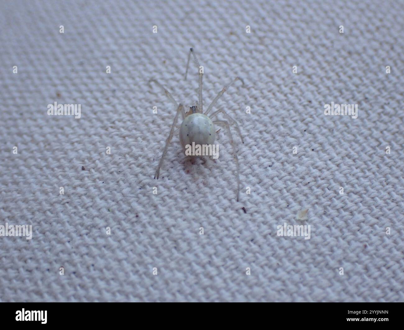 Common candy-striped spider (Enoplognatha ovata Stock Photo - Alamy