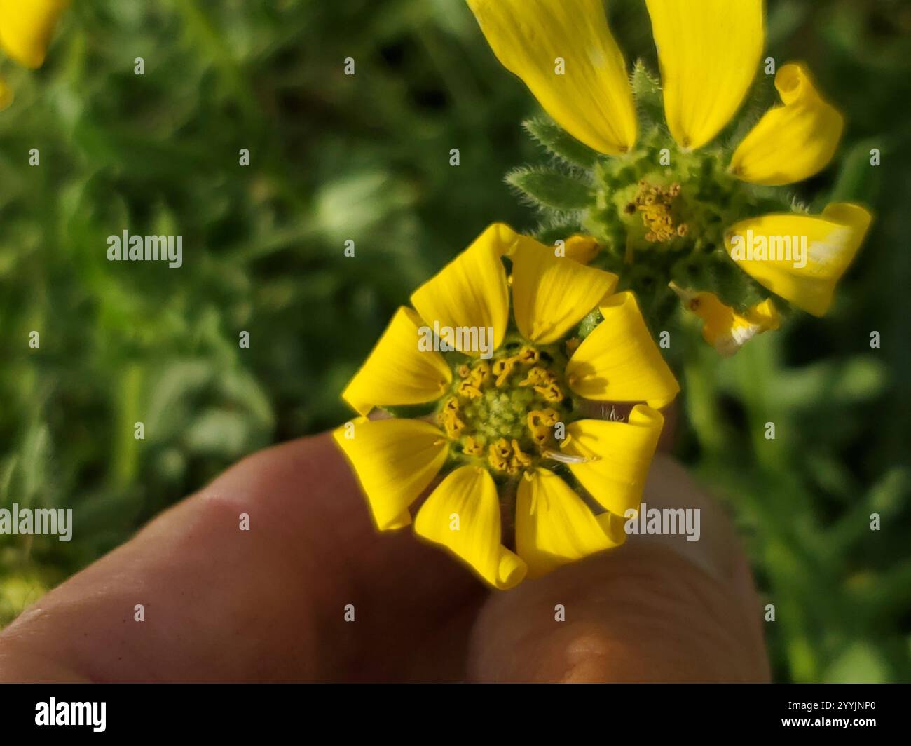 Engelmann daisy hi-res stock photography and images - Alamy