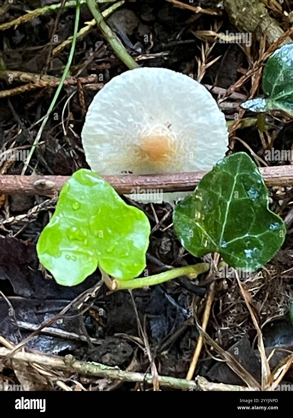 Stinking dapperling hi-res stock photography and images - Alamy