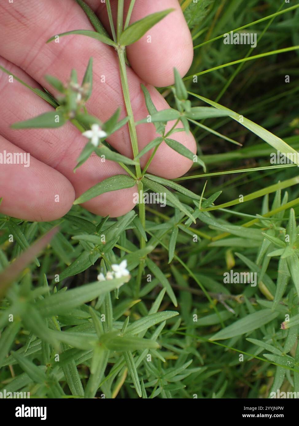 Northern Bedstraw (Galium boreale Stock Photo - Alamy