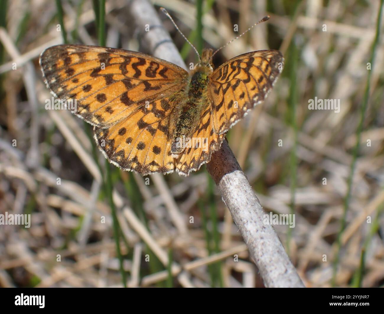 American Silver-bordered Fritillary (Boloria myrina Stock Photo - Alamy