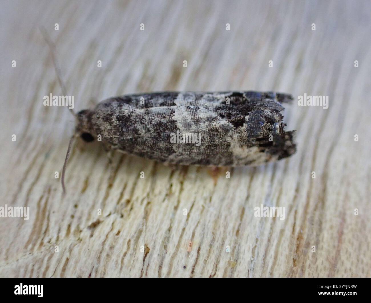 Laricana hi-res stock photography and images - Alamy