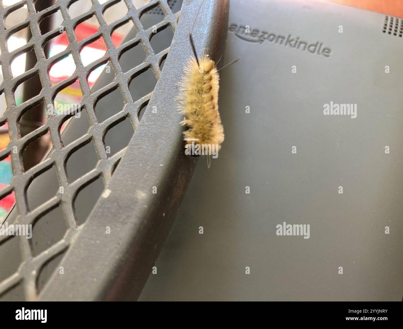 Banded Tussock Moth (Halysidota tessellaris Stock Photo - Alamy
