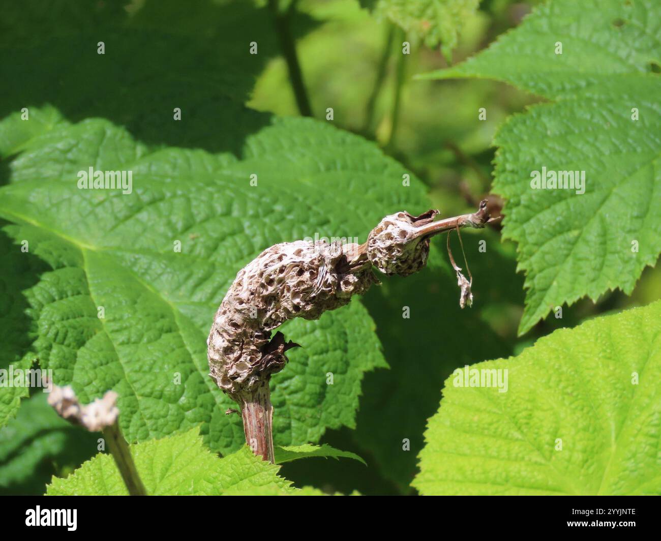 thimbleberry gallmaker (Diastrophus kincaidii Stock Photo - Alamy