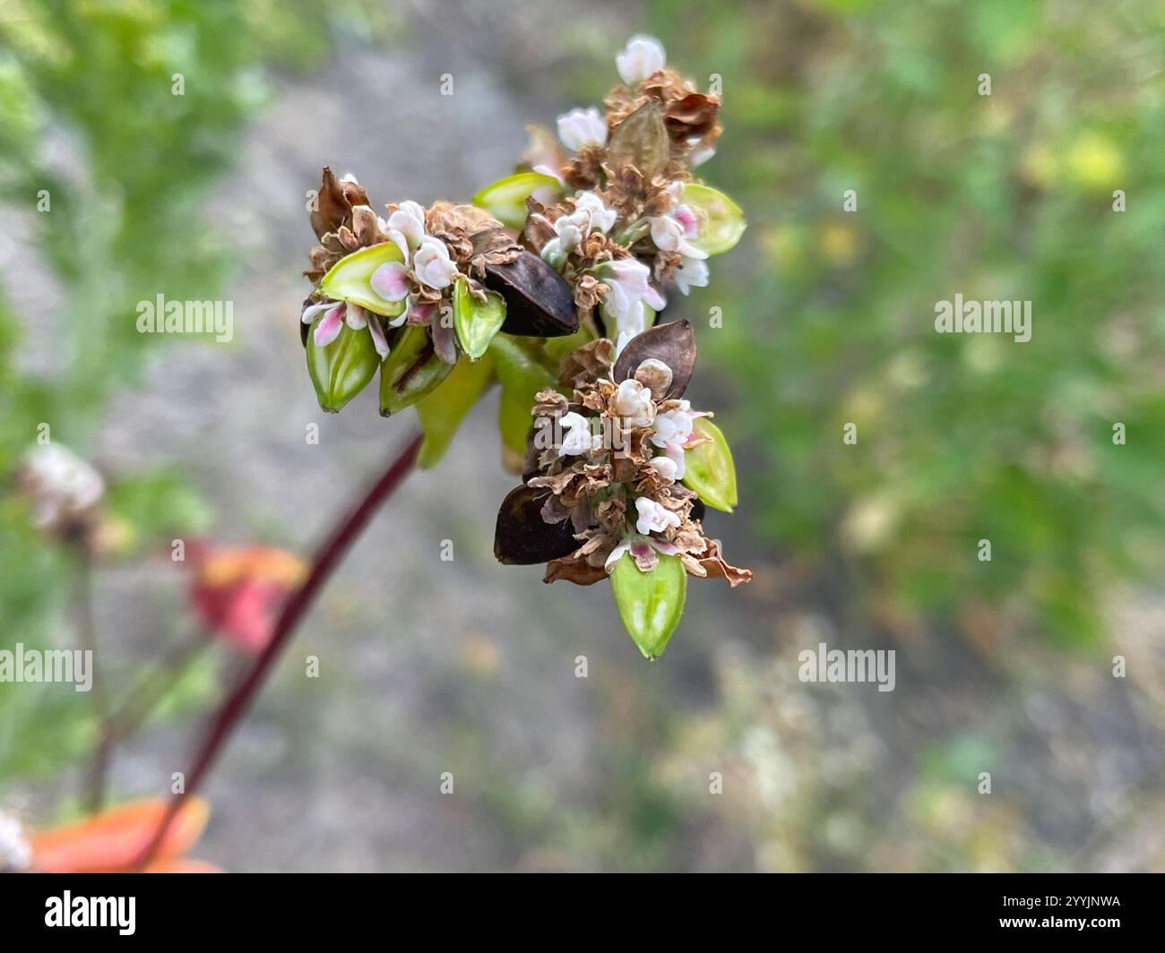 Common Buckwheat (Fagopyrum esculentum Stock Photo - Alamy