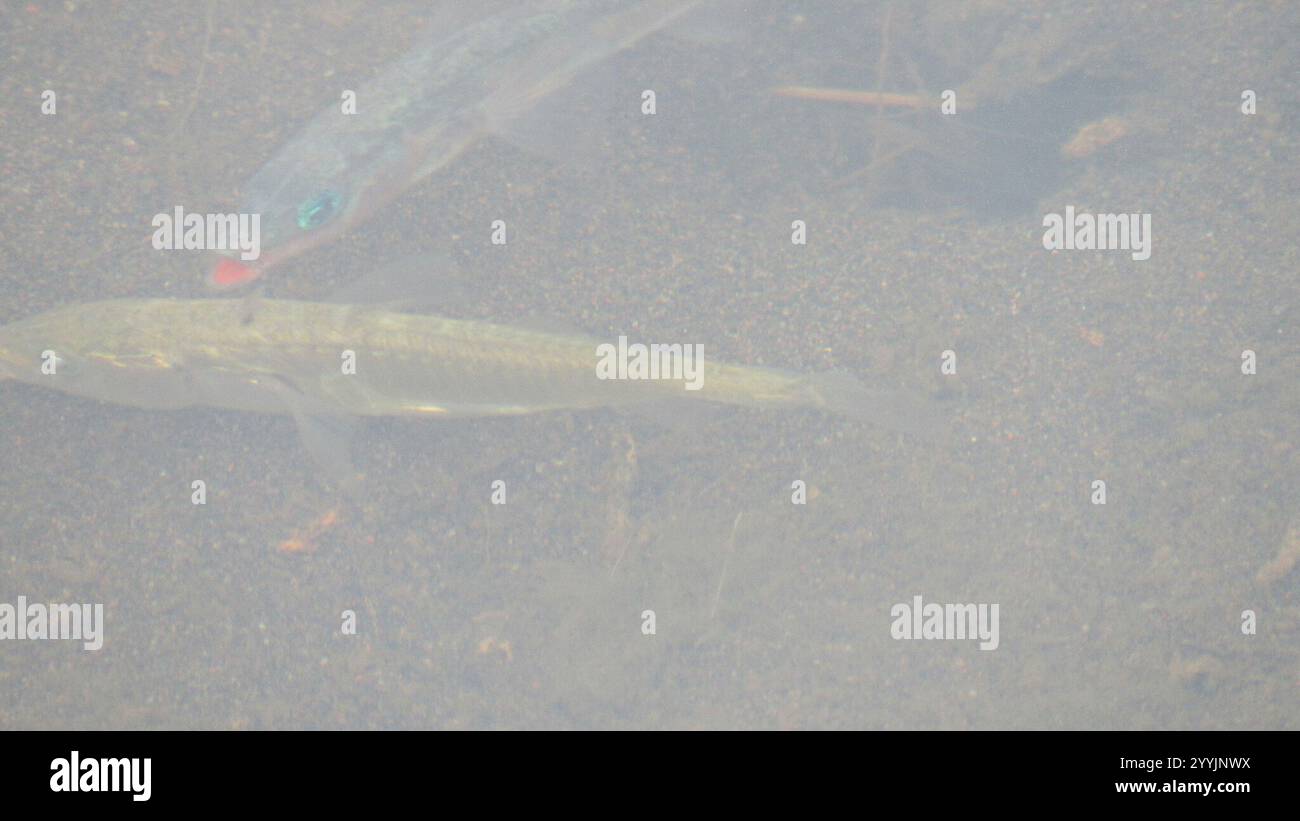 Ray-finned Fishes (Actinopterygii Stock Photo - Alamy