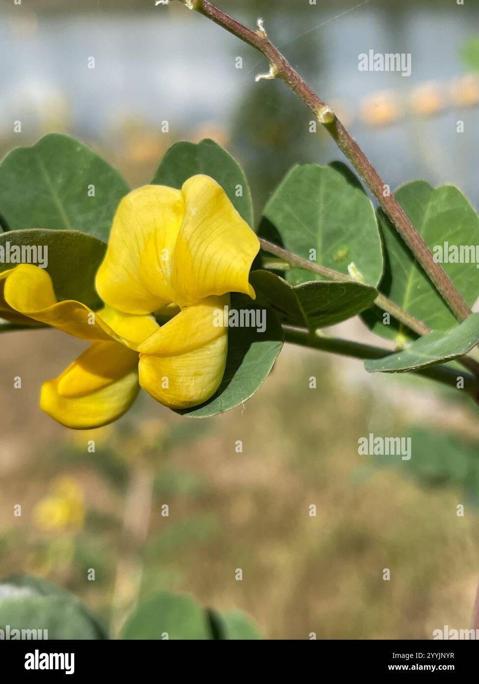 Bladder-senna (Colutea arborescens Stock Photo - Alamy