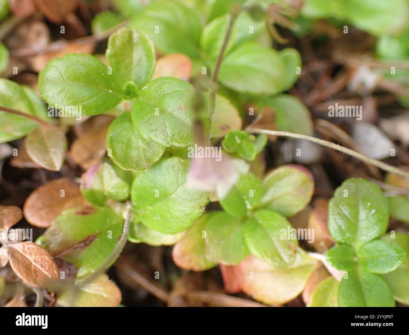 Twinflower (Linnaea borealis Stock Photo - Alamy