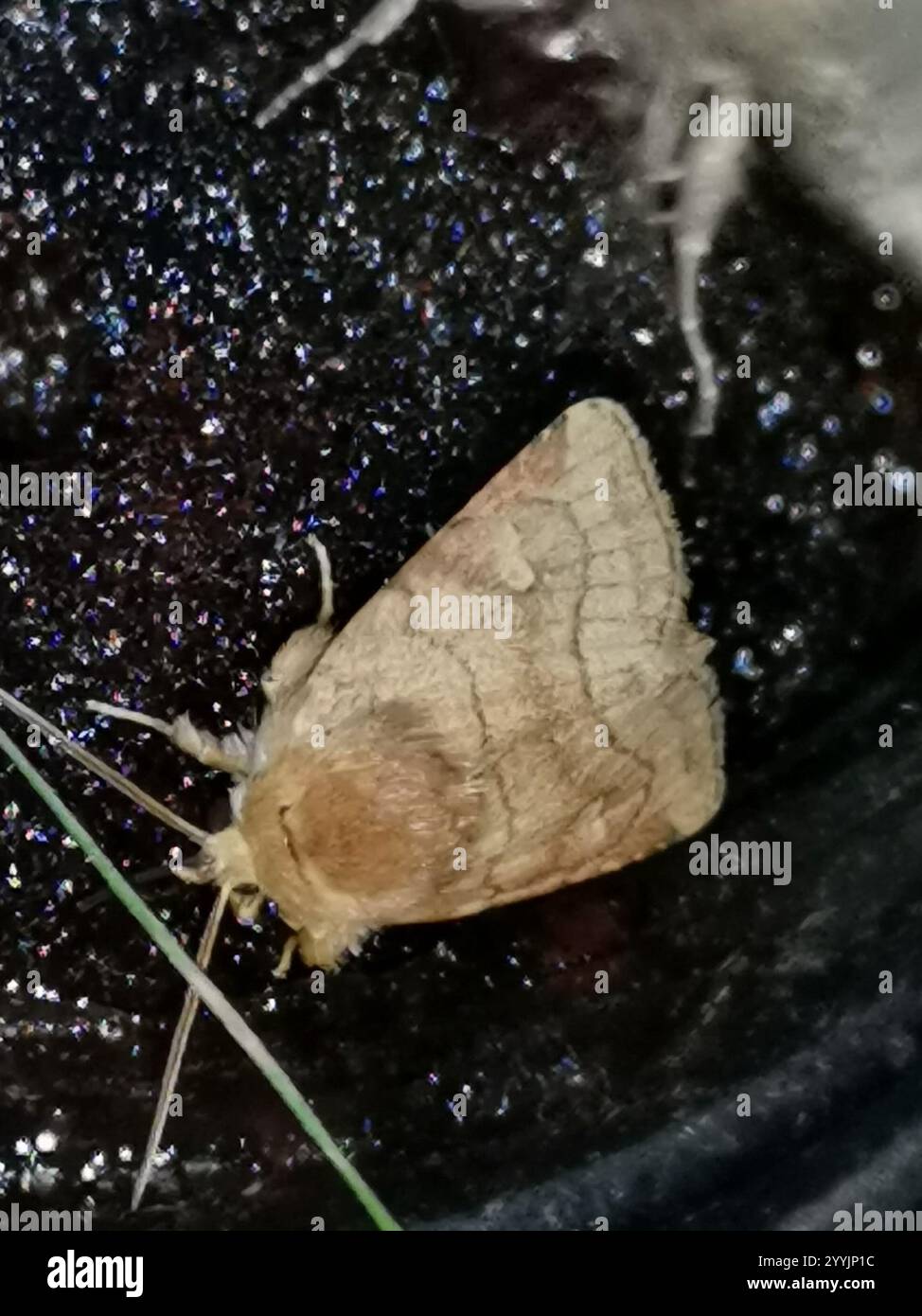 Silurian (Eriopygodes imbecilla Stock Photo - Alamy