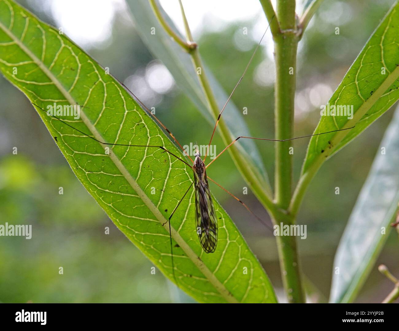 Typical Crane Flies (Tipuloidea Stock Photo - Alamy