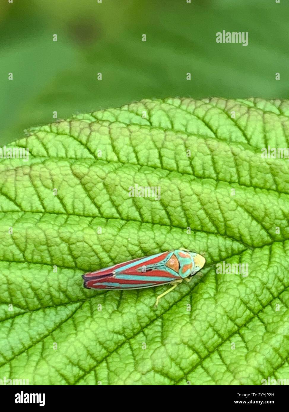 Red-banded Leafhopper (Graphocephala coccinea Stock Photo - Alamy