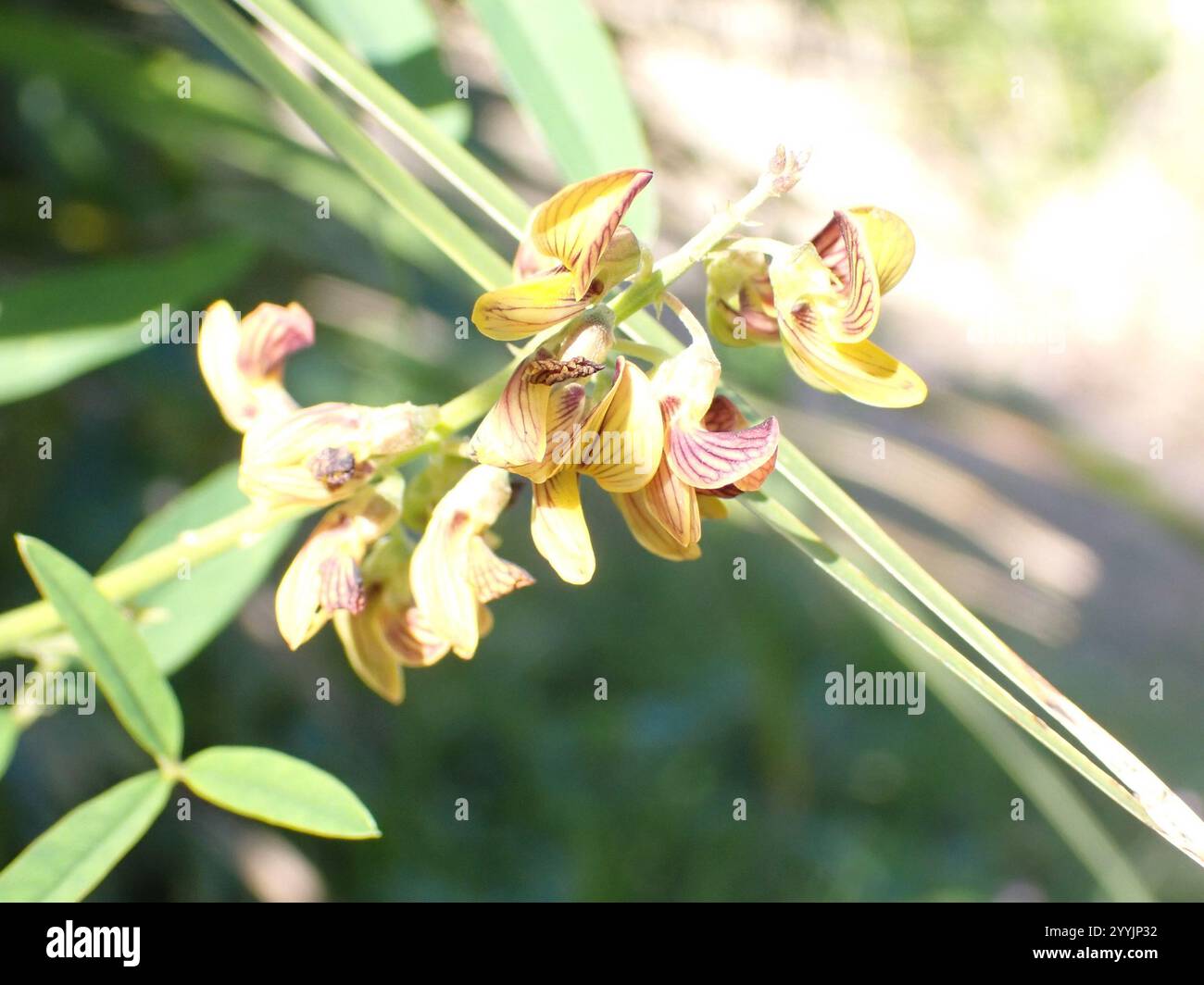 lanceleaf rattlebox (Crotalaria lanceolata Stock Photo - Alamy