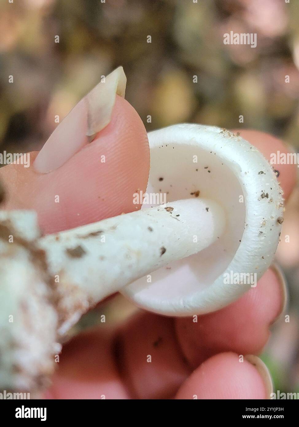 Eastern North American Destroying Angel (Amanita bisporigera Stock ...