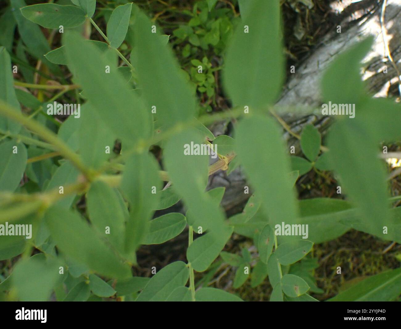 Yellow Sweet-vetch (Hedysarum sulphurescens Stock Photo - Alamy