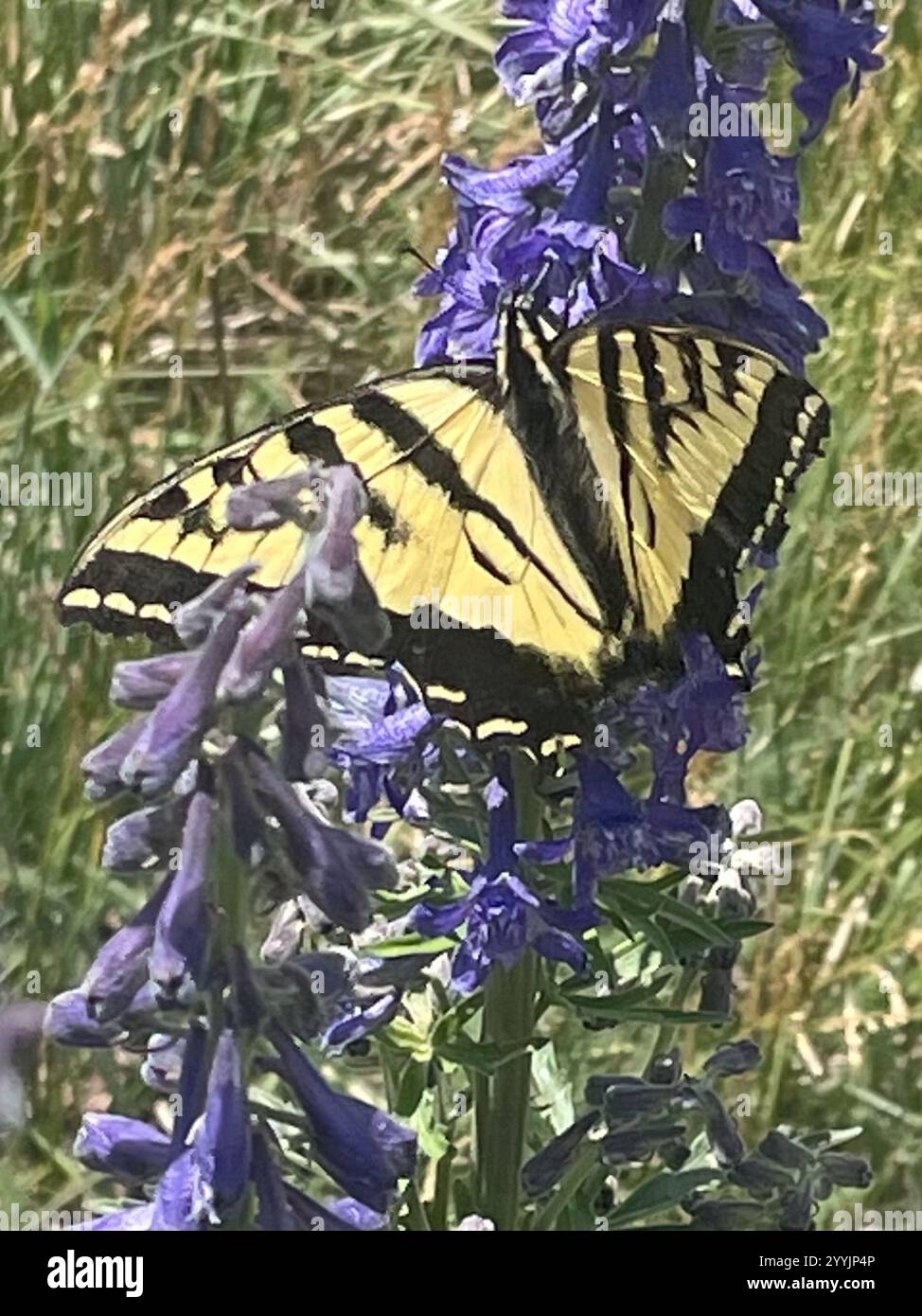 Western Tiger Swallowtail (Papilio rutulus Stock Photo - Alamy