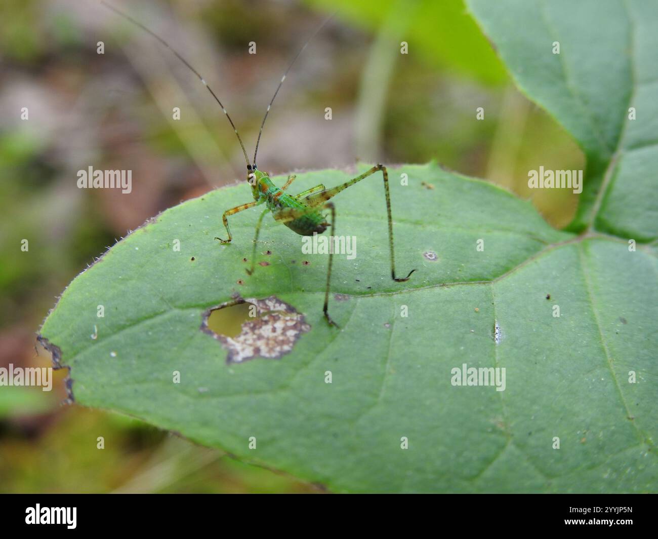 Fork-tailed Bush Katydid (Scudderia furcata Stock Photo - Alamy