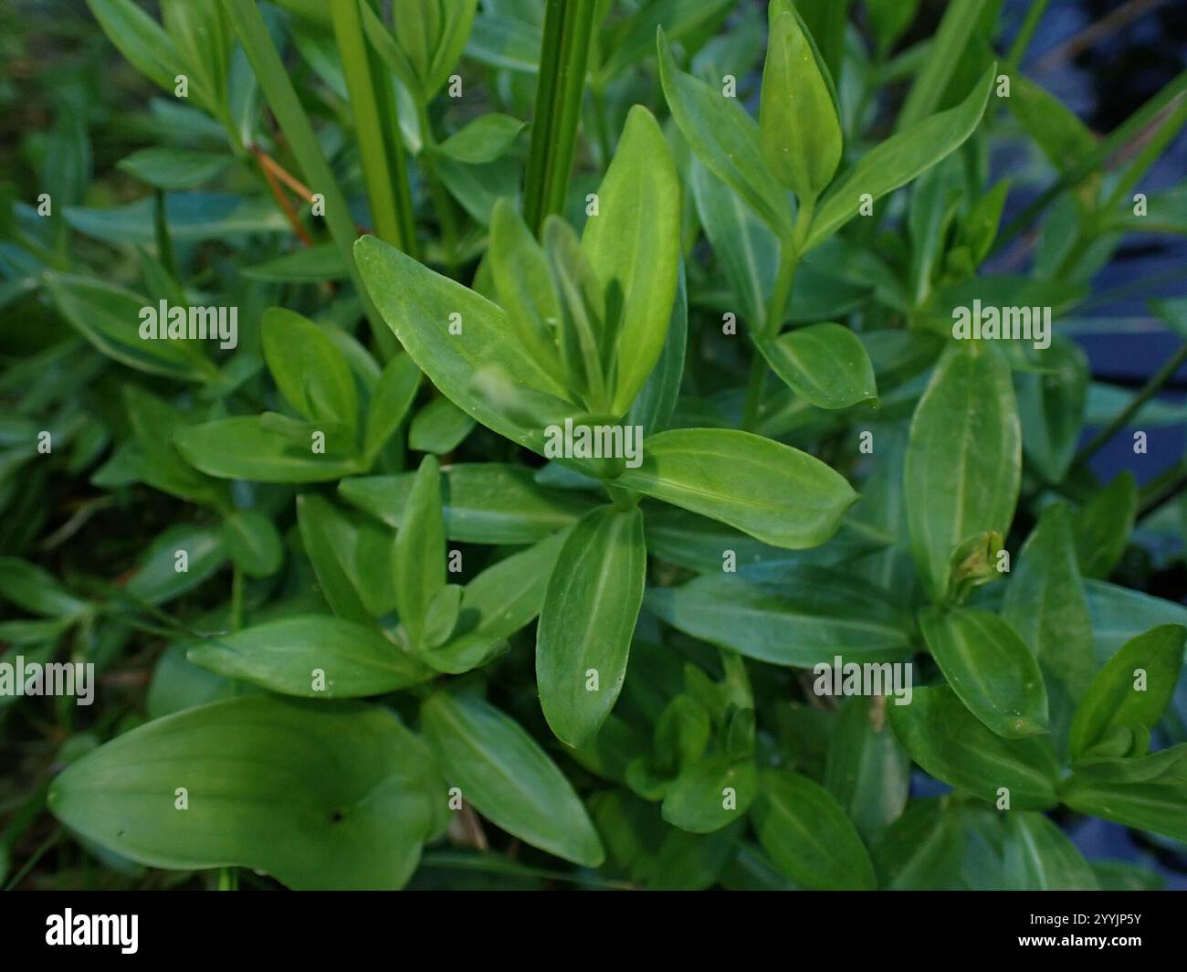 king's scepter gentian (Gentiana sceptrum Stock Photo - Alamy