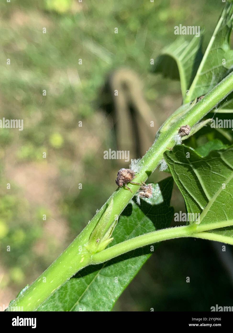 Two striped planthopper hi-res stock photography and images - Alamy