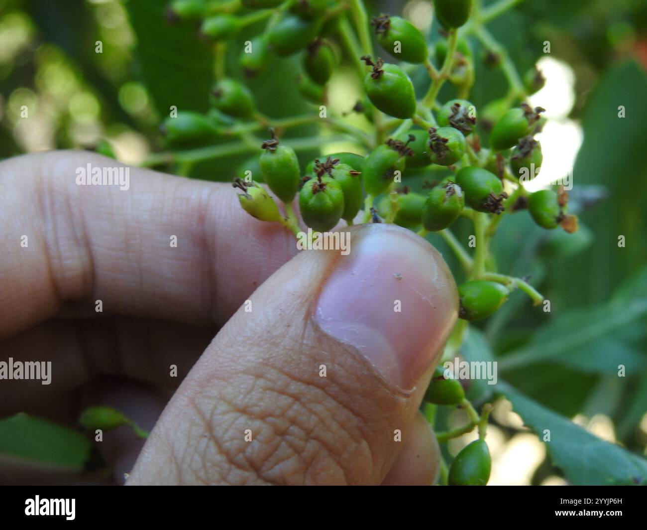 Toyon Fruit Gall Midge (Asphondylia photiniae Stock Photo - Alamy