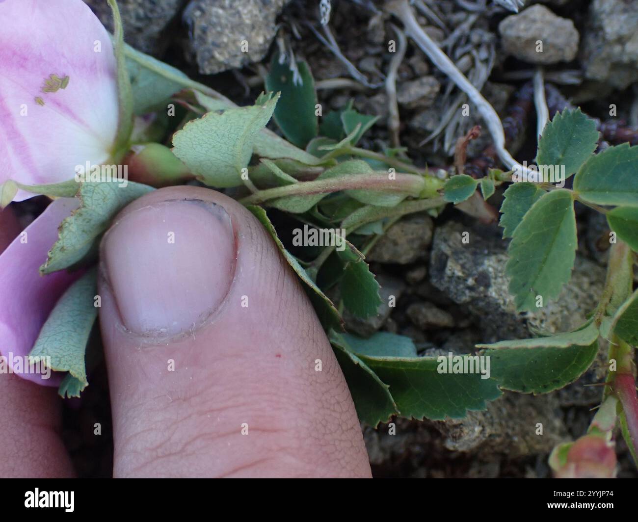 Nootka rose (Rosa nutkana Stock Photo - Alamy