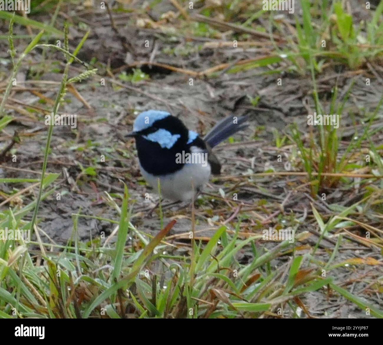 Superb Fairywren (Malurus cyaneus Stock Photo - Alamy