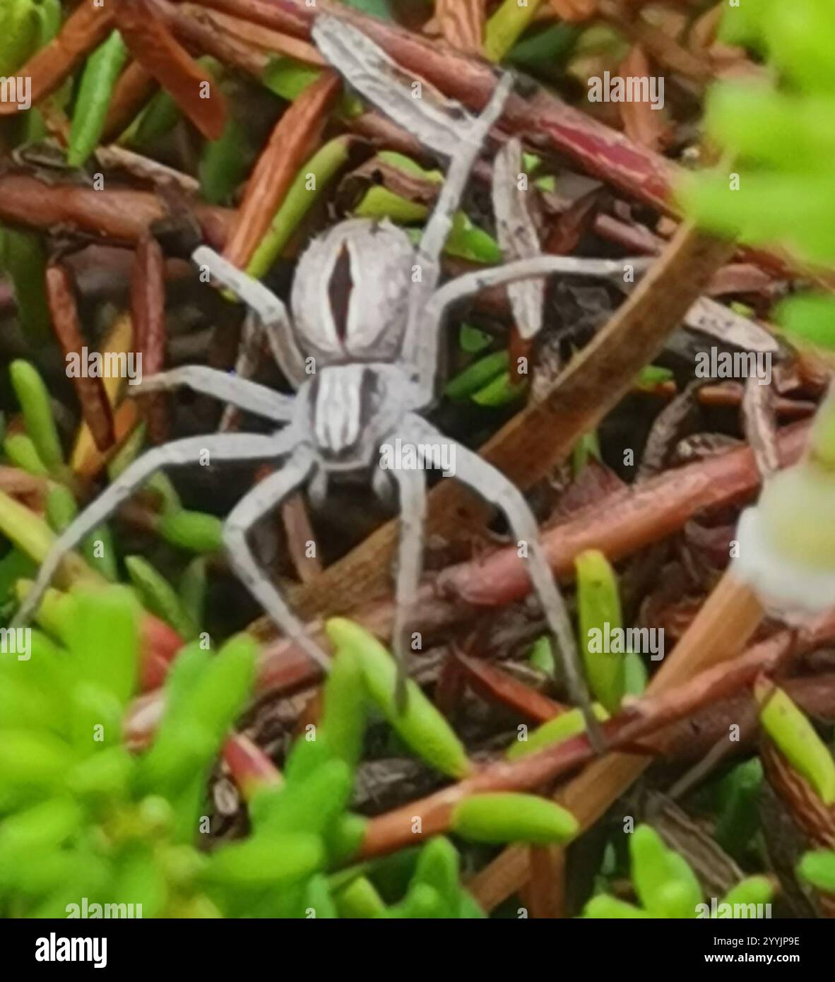 Ant Running Crab Spider (Thanatus formicinus Stock Photo - Alamy