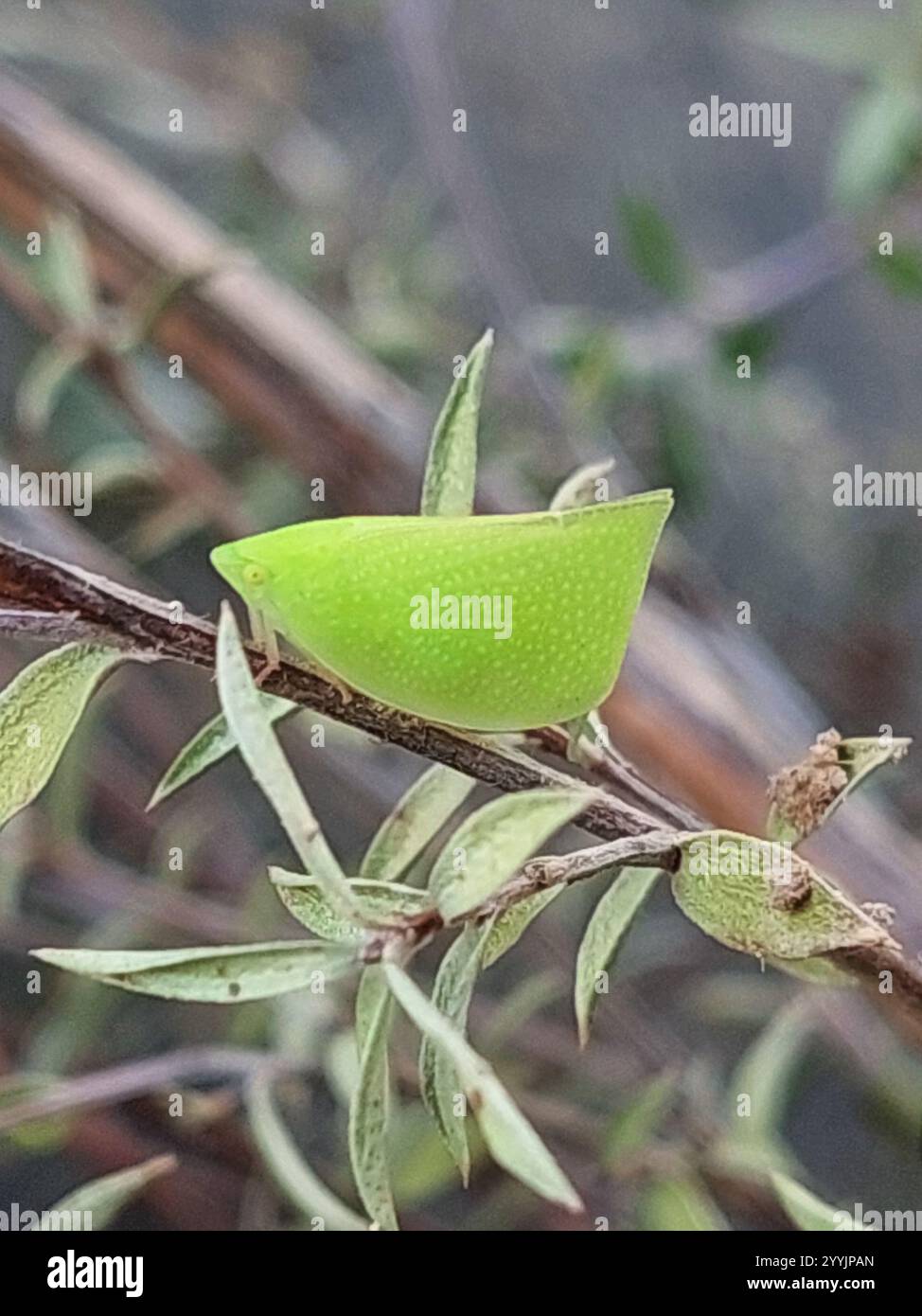 Torpedo Bug (Siphanta acuta Stock Photo - Alamy