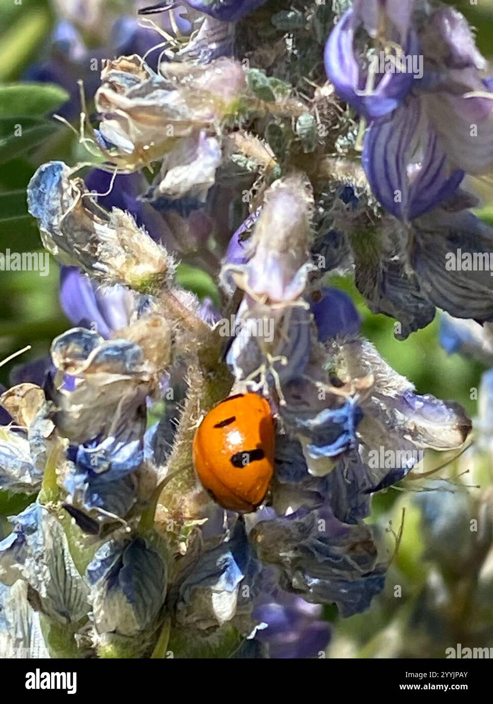Transverse Lady Beetle (Coccinella transversoguttata Stock Photo - Alamy