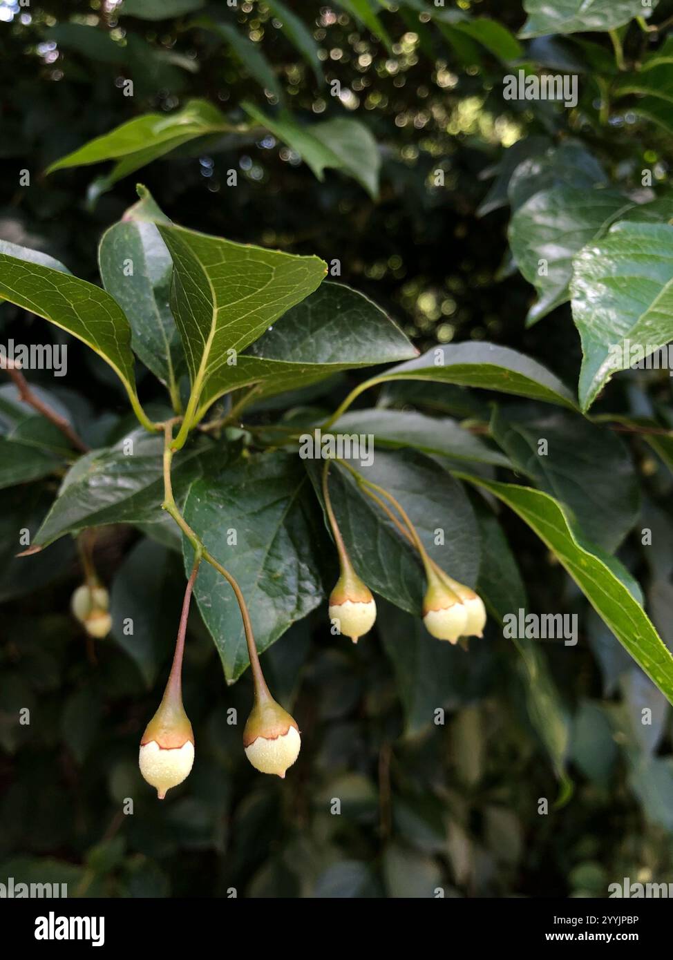 Styrax japonicus japanese snowbell hi-res stock photography and images ...