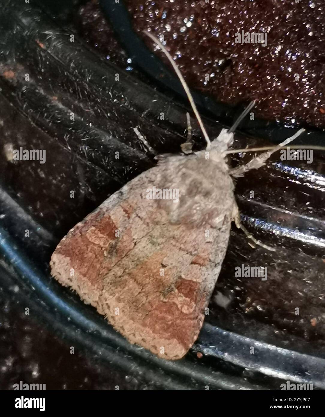 Diarsia mendica diarsia mendica hi-res stock photography and images - Alamy