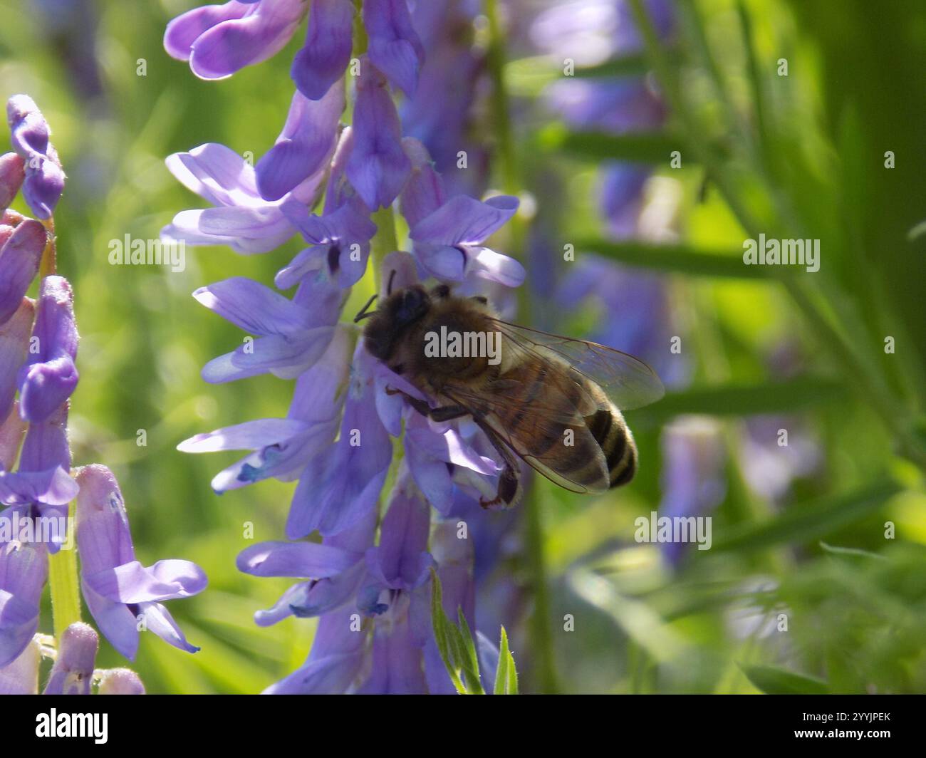 Western Honey Bee (Apis mellifera Stock Photo - Alamy