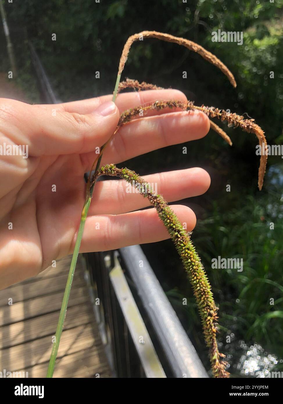 Hanging sedge (Carex pendula Stock Photo - Alamy