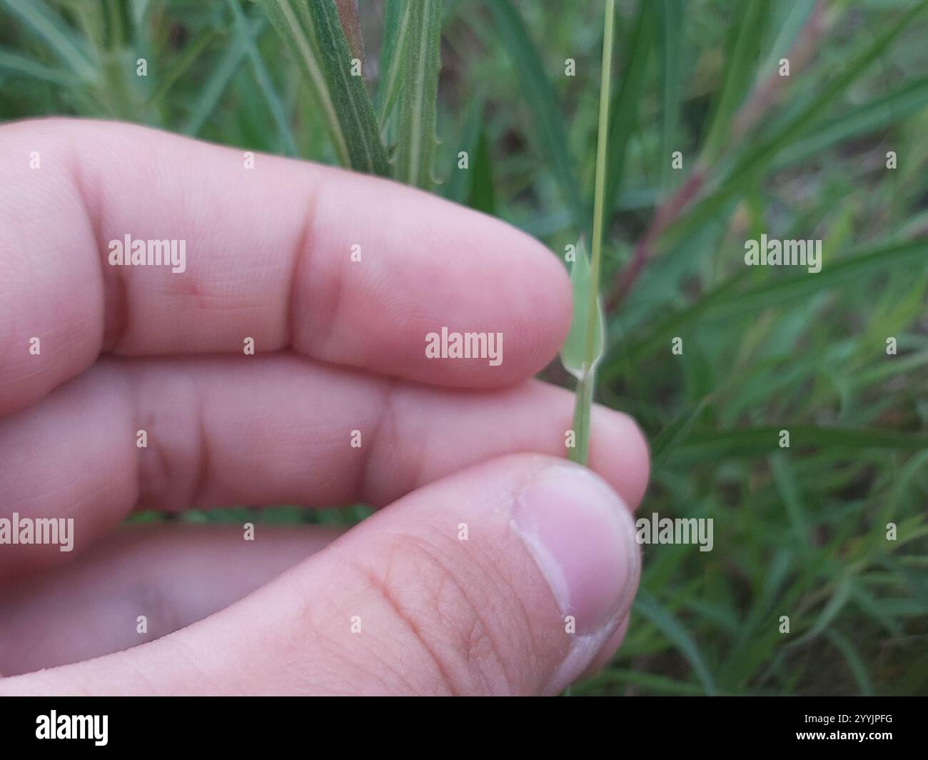 Yorkshire fog (Holcus lanatus Stock Photo - Alamy