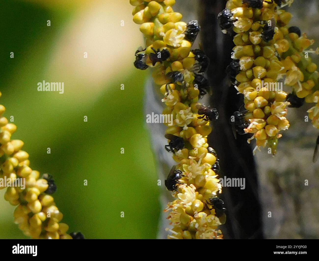 Stingless Bees (Meliponini Stock Photo - Alamy