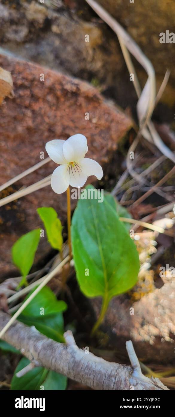 primrose-leaved violet (Viola primulifolia Stock Photo - Alamy