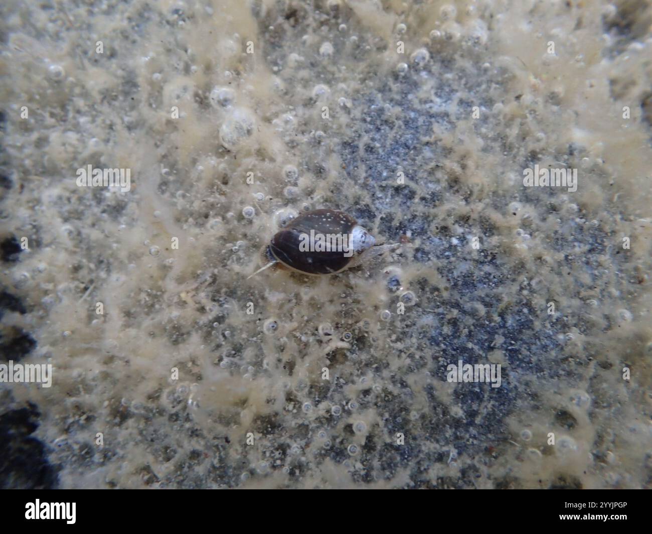 Bladder snail hi-res stock photography and images - Alamy