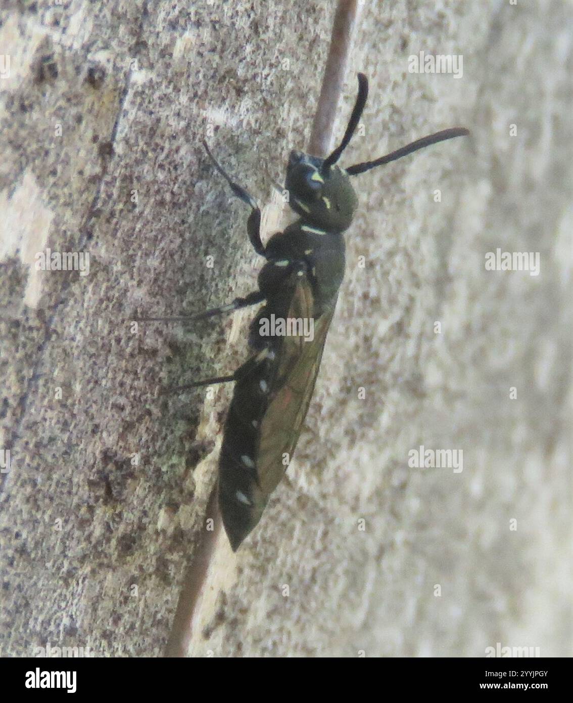 Club-horned wasp (Krombeinopyga pumila Stock Photo - Alamy