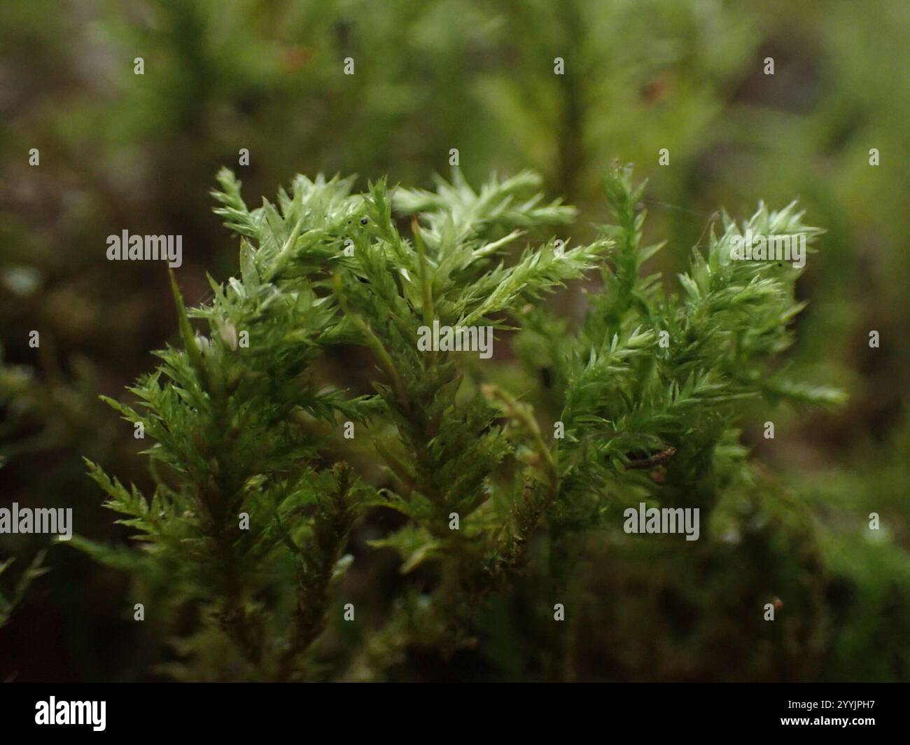 California alsia moss (Alsia californica Stock Photo - Alamy