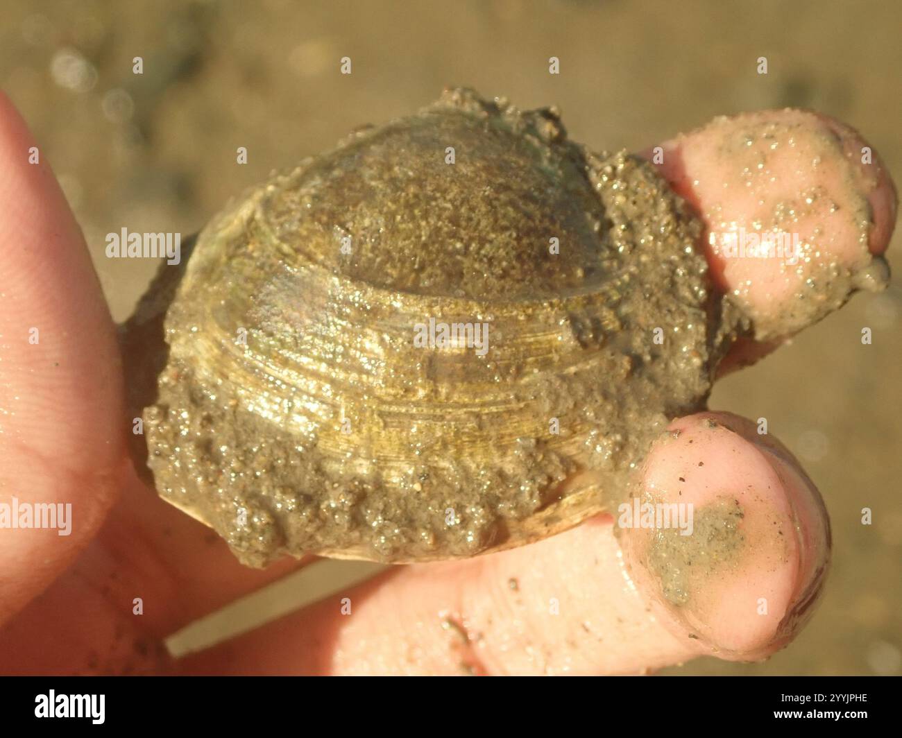 Japanese Littleneck (Ruditapes philippinarum Stock Photo - Alamy