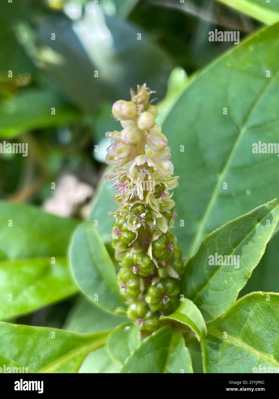 Inkweed (Phytolacca octandra Stock Photo - Alamy