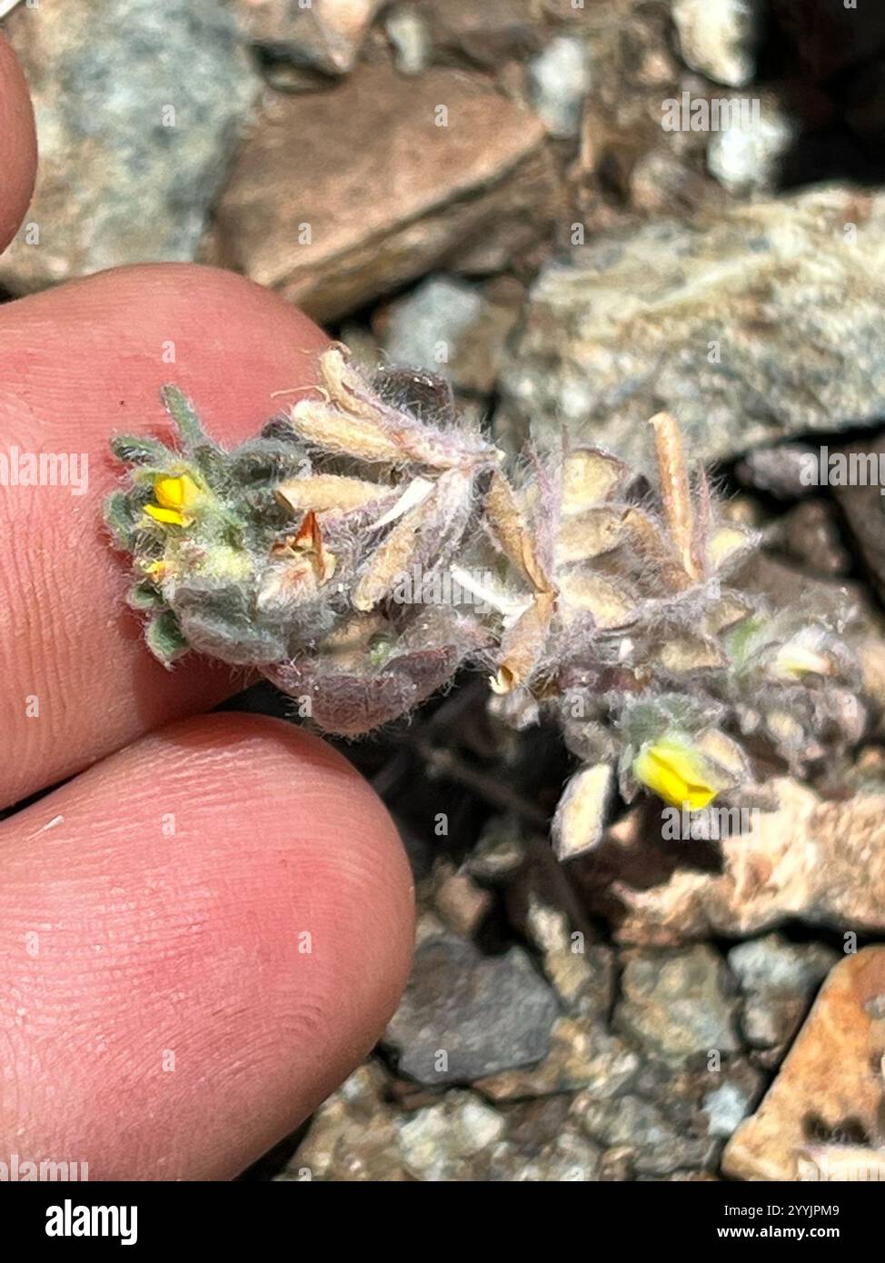 foothill deervetch (Acmispon brachycarpus Stock Photo - Alamy