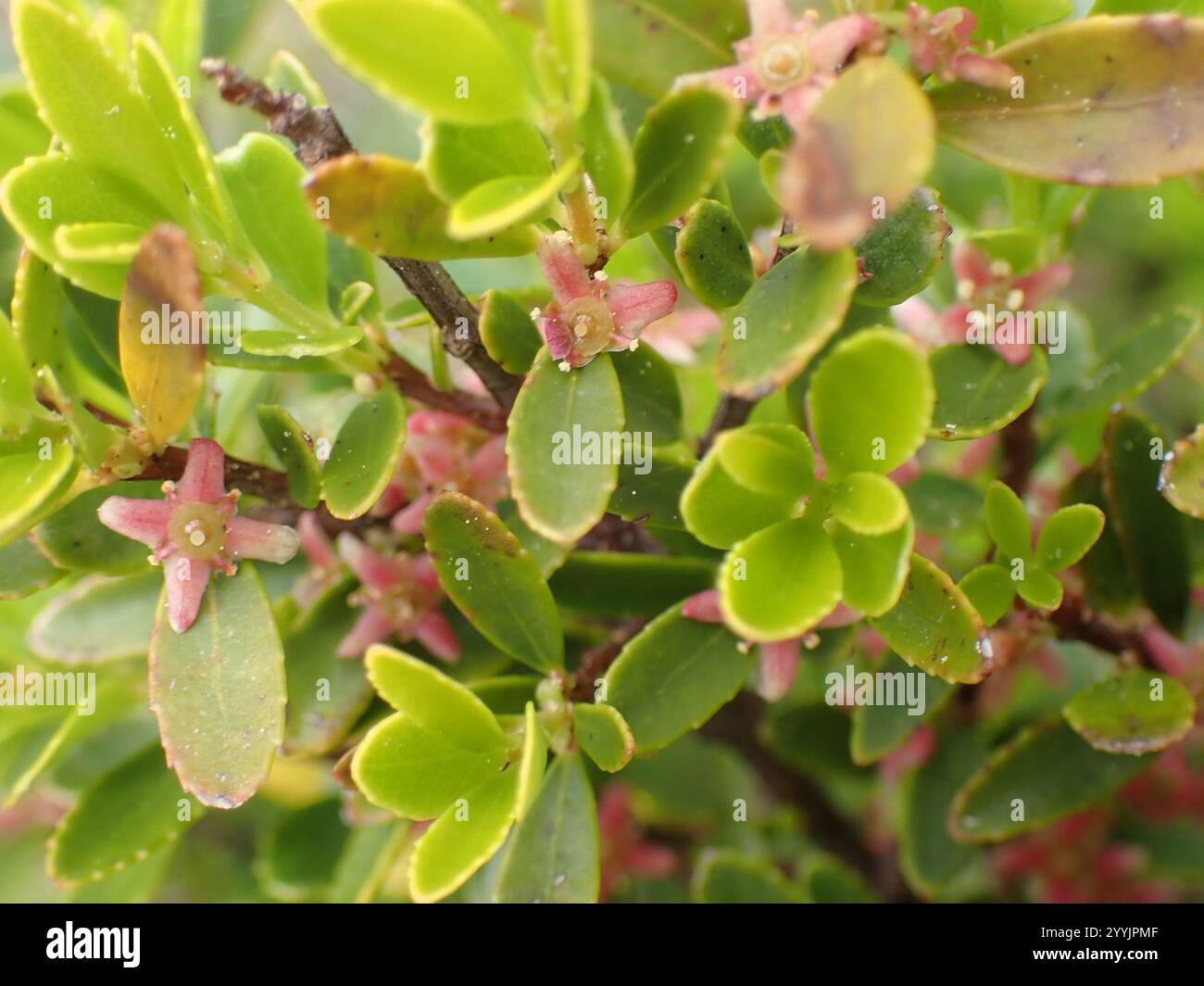 Oregon Boxwood (Paxistima myrsinites Stock Photo - Alamy