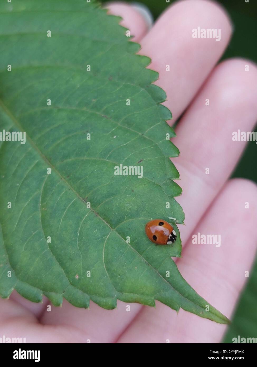 Two-spotted Lady Beetle (Adalia bipunctata Stock Photo - Alamy