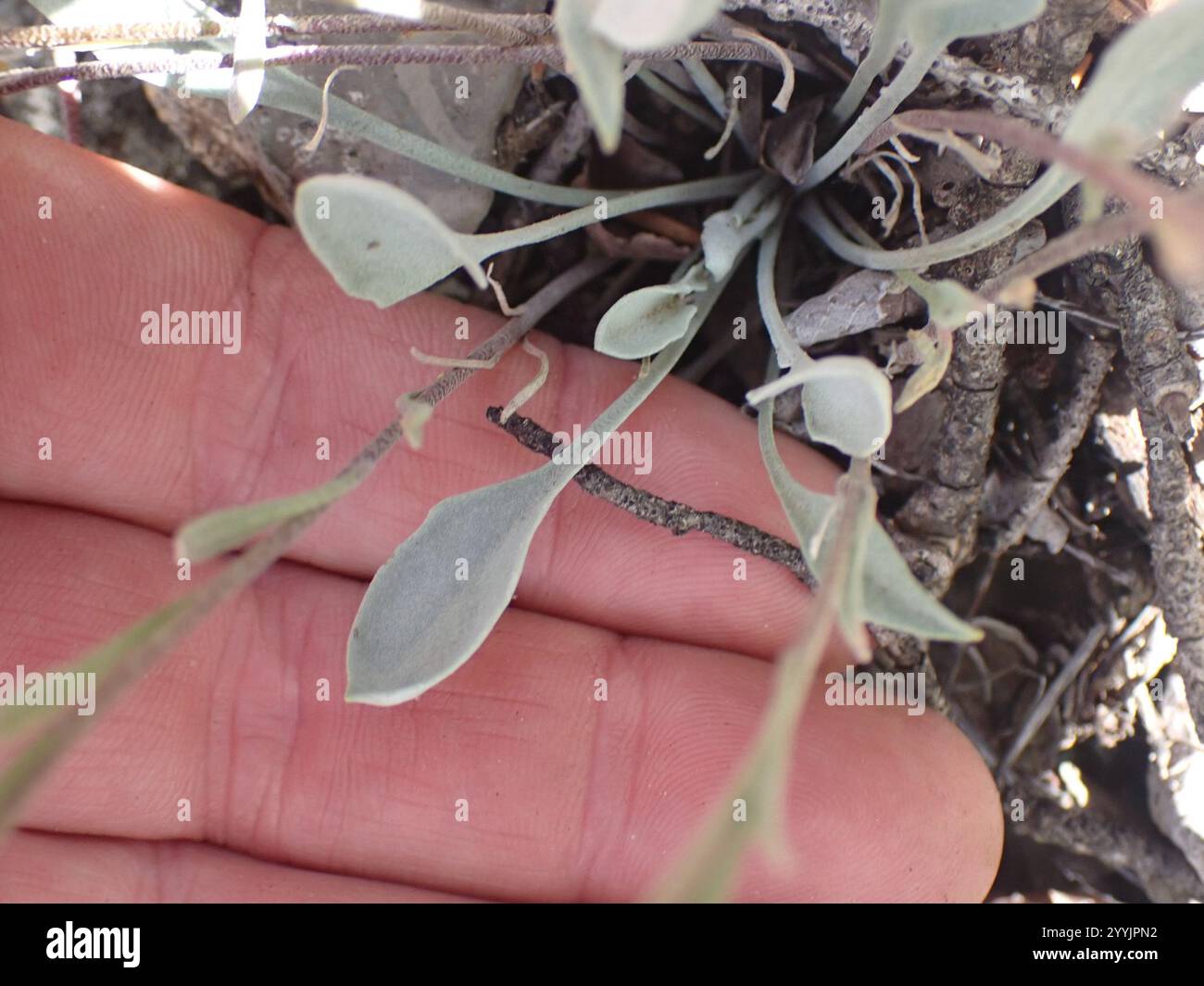 Bladderpods hi-res stock photography and images - Alamy