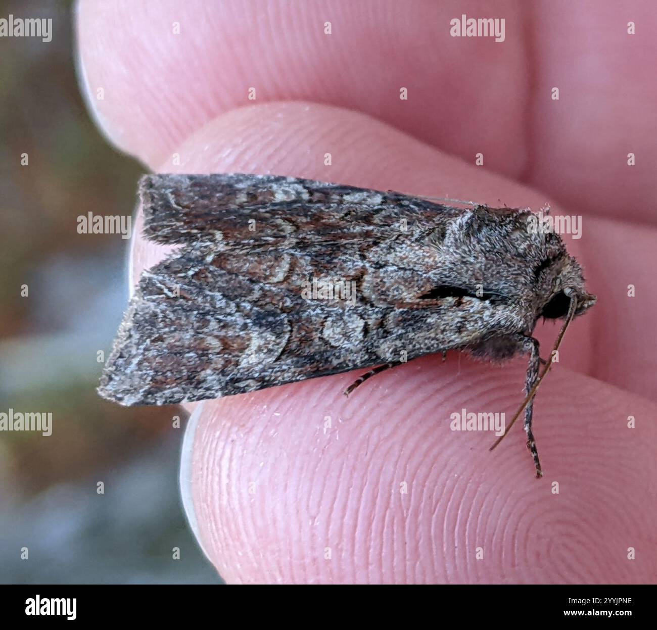 Cutworms and Dart Moths (Noctuinae Stock Photo - Alamy