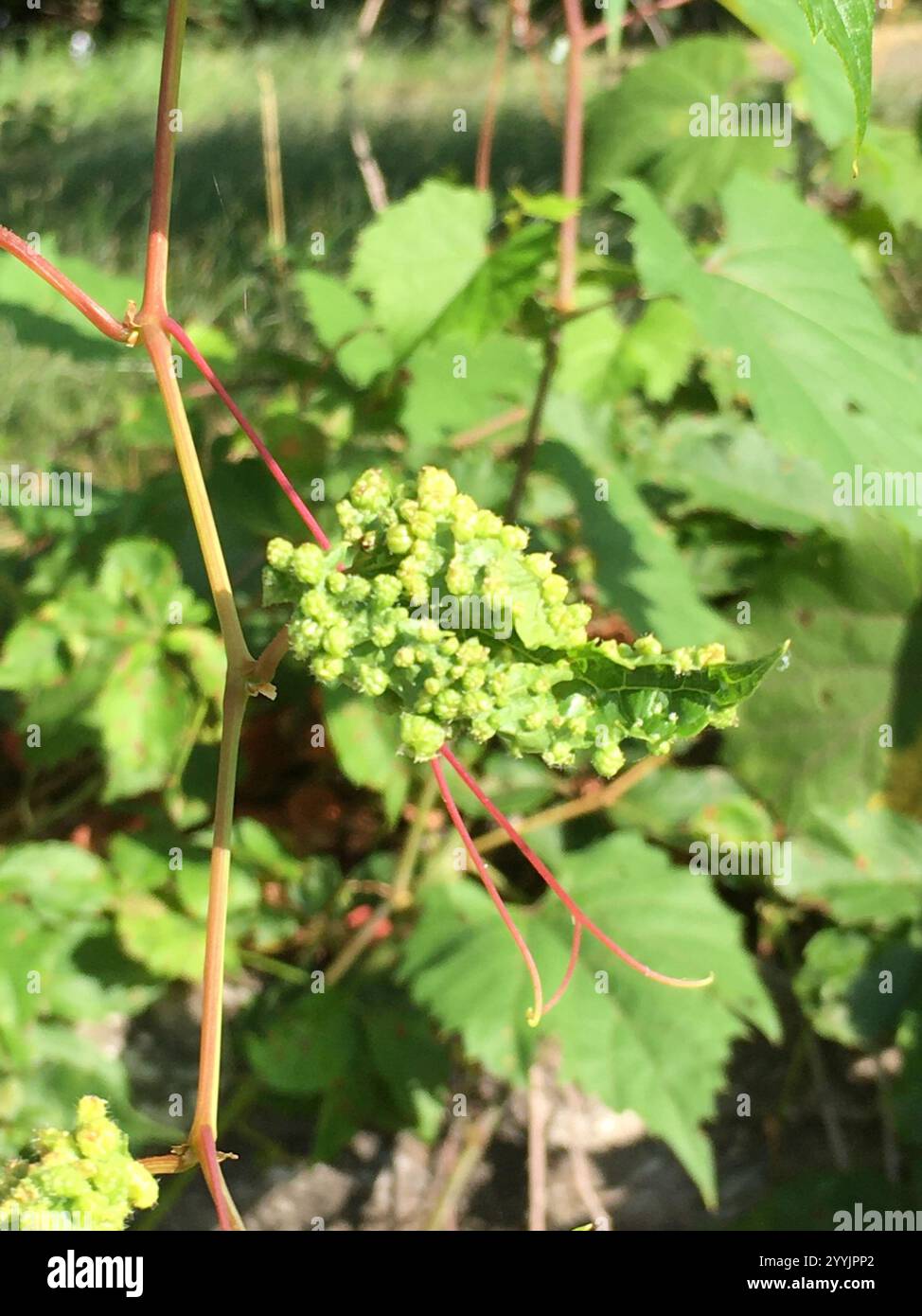 Grape Phylloxera (Daktulosphaira vitifoliae Stock Photo - Alamy