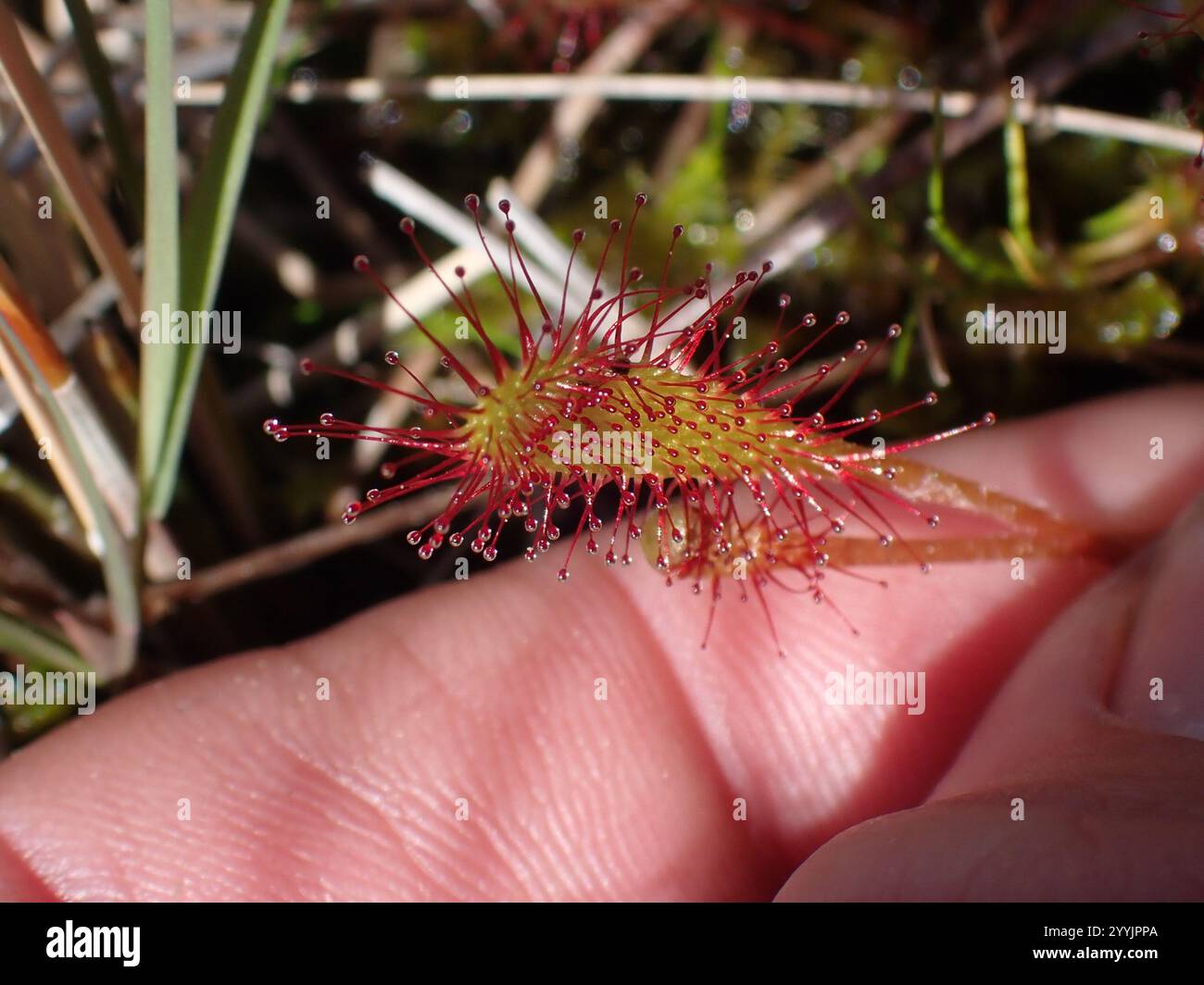 Great Sundew (Drosera anglica Stock Photo - Alamy