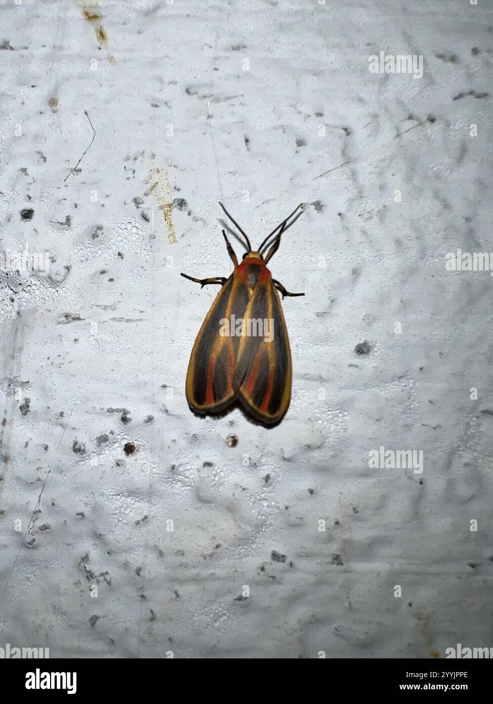 Painted Lichen Moth (Hypoprepia fucosa Stock Photo - Alamy